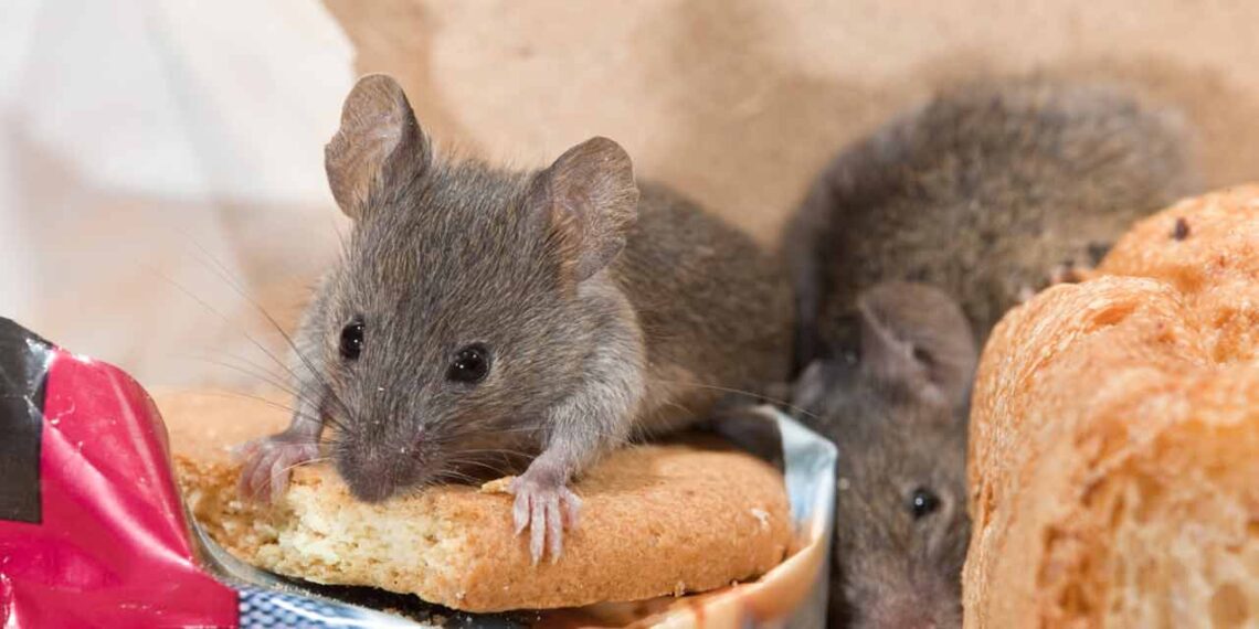 How Do You Get Rid of Unwanted Animals In Your House?